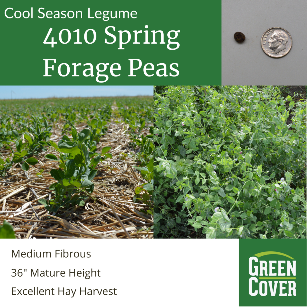 4010 non GMO Spring Forage Pea » Green Cover
