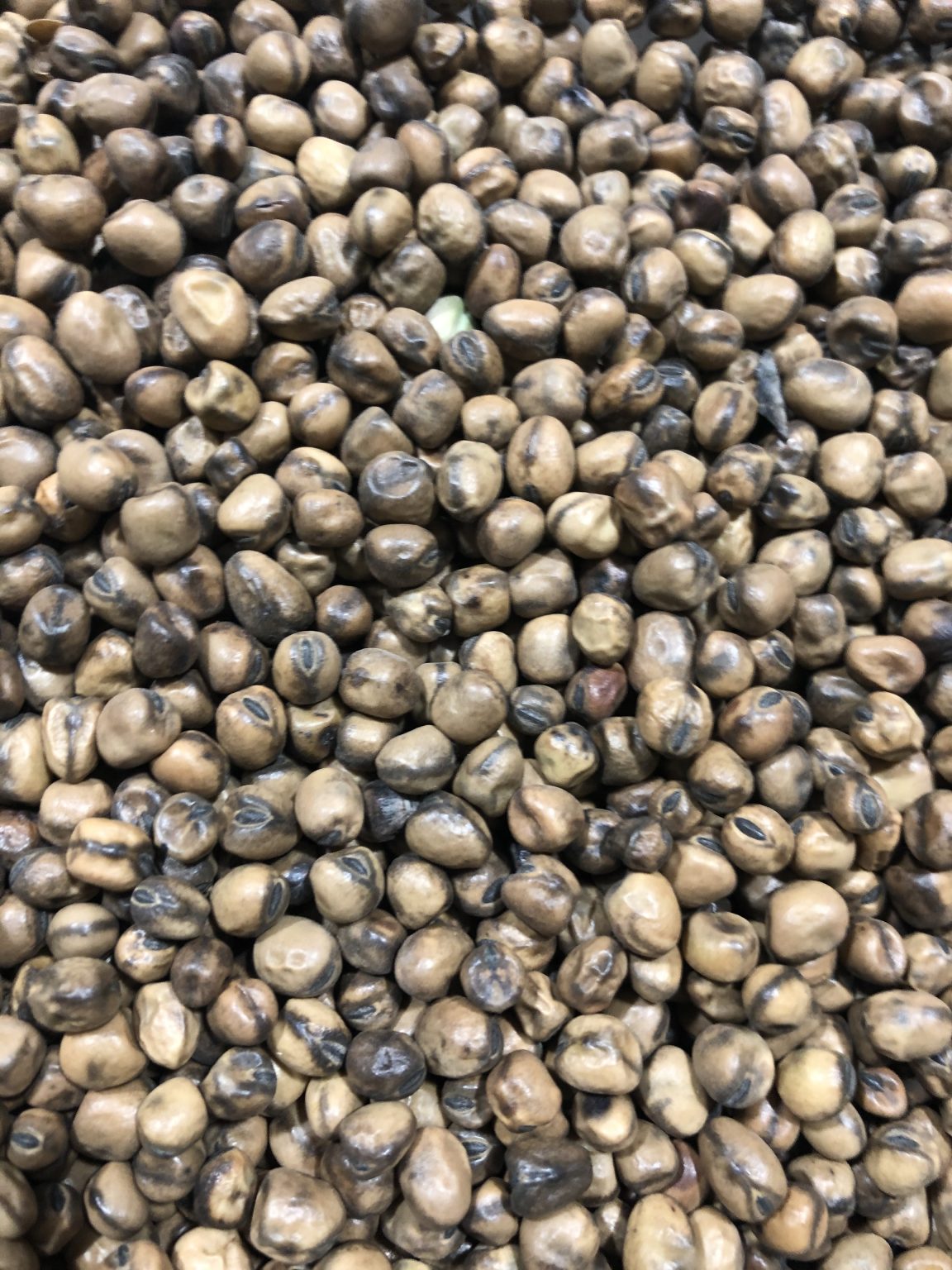 Faba Bean (Petite) » Green Cover Seed