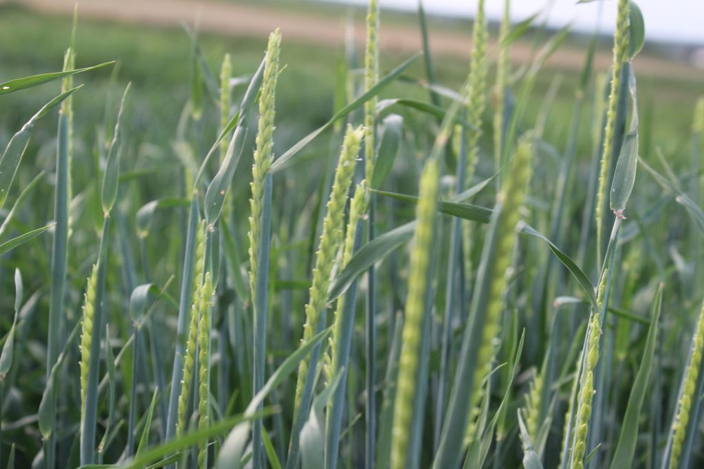 Spring Forage Barley (Lavina) - Beardless » Green Cover