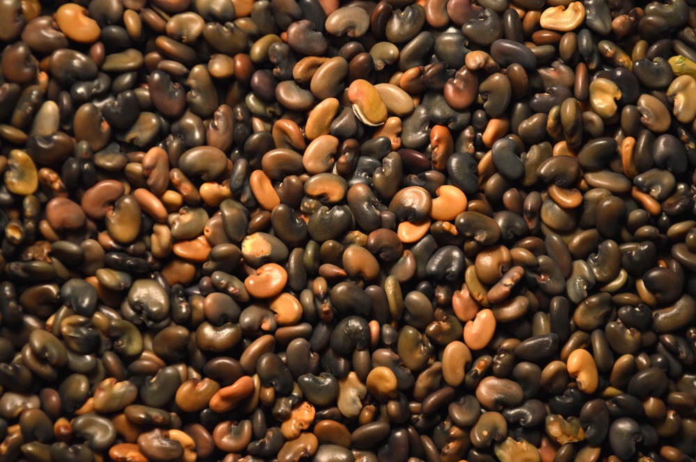 Sunn Hemp Green Cover Seed Sunn Hemp Green Cover Seed