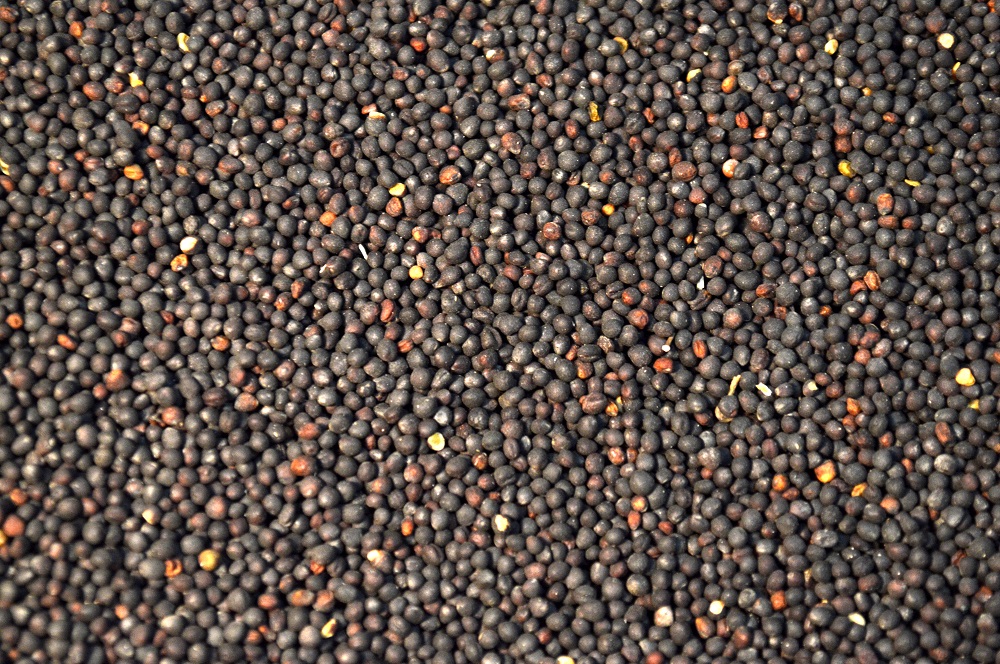 Rapeseed » Green Cover