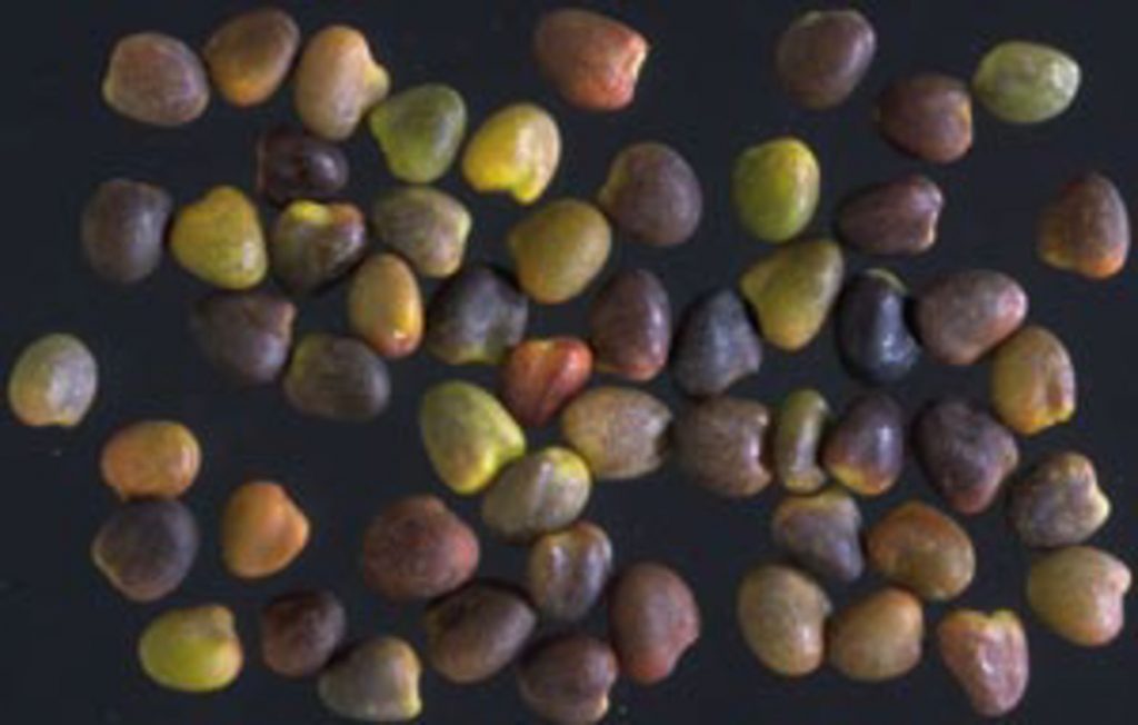 Alsike Clover (OMRI Inoculated) » Green Cover Seed