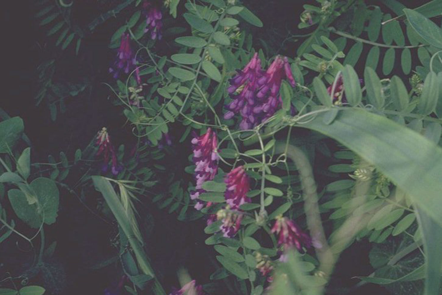 Woolly Pod Vetch (Namoi) » Green Cover Seed