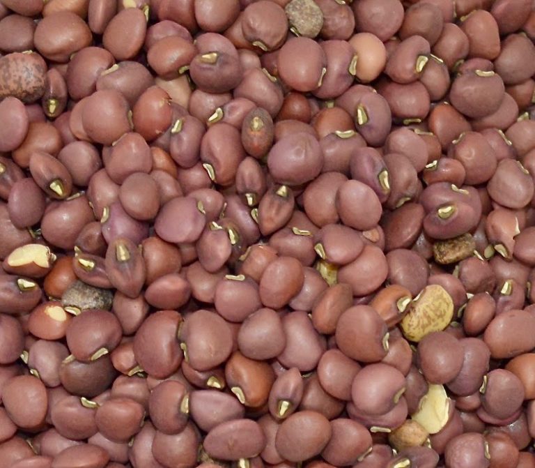 Cowpeas (Red Ripper) » Green Cover Seed