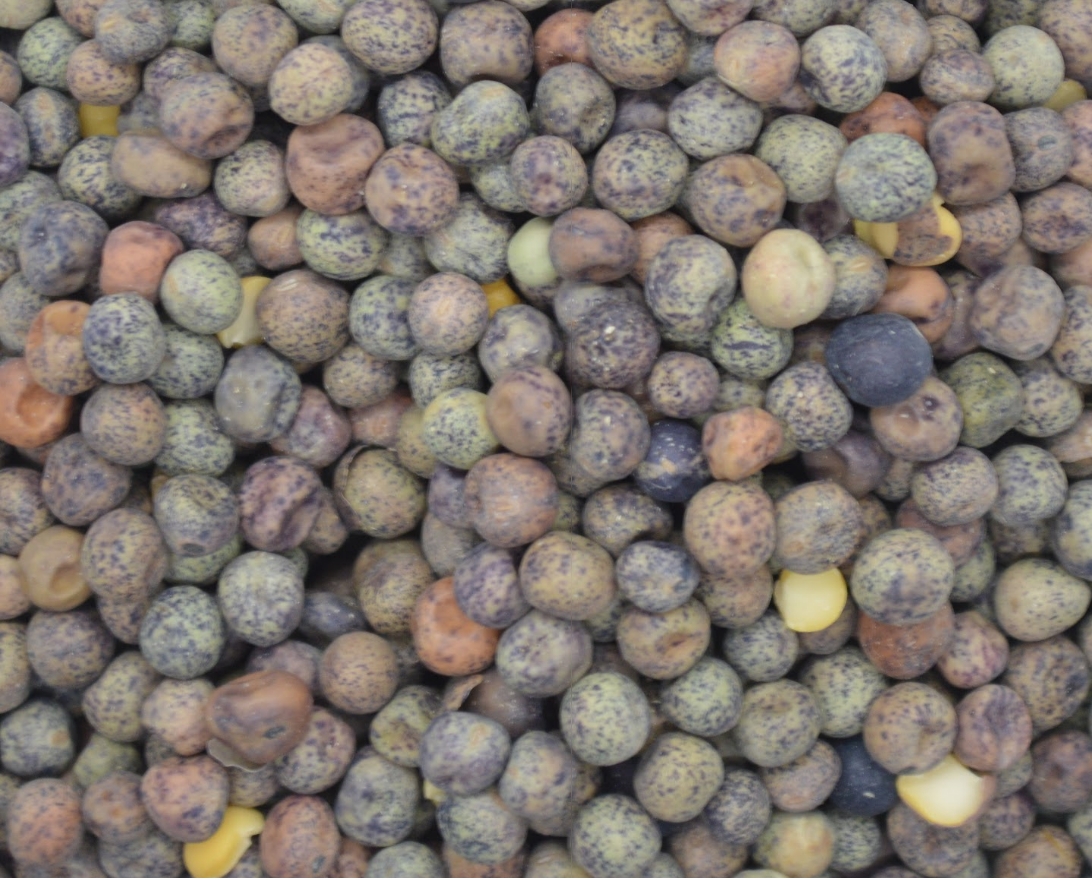 4010 Spring Forage Pea » Green Cover