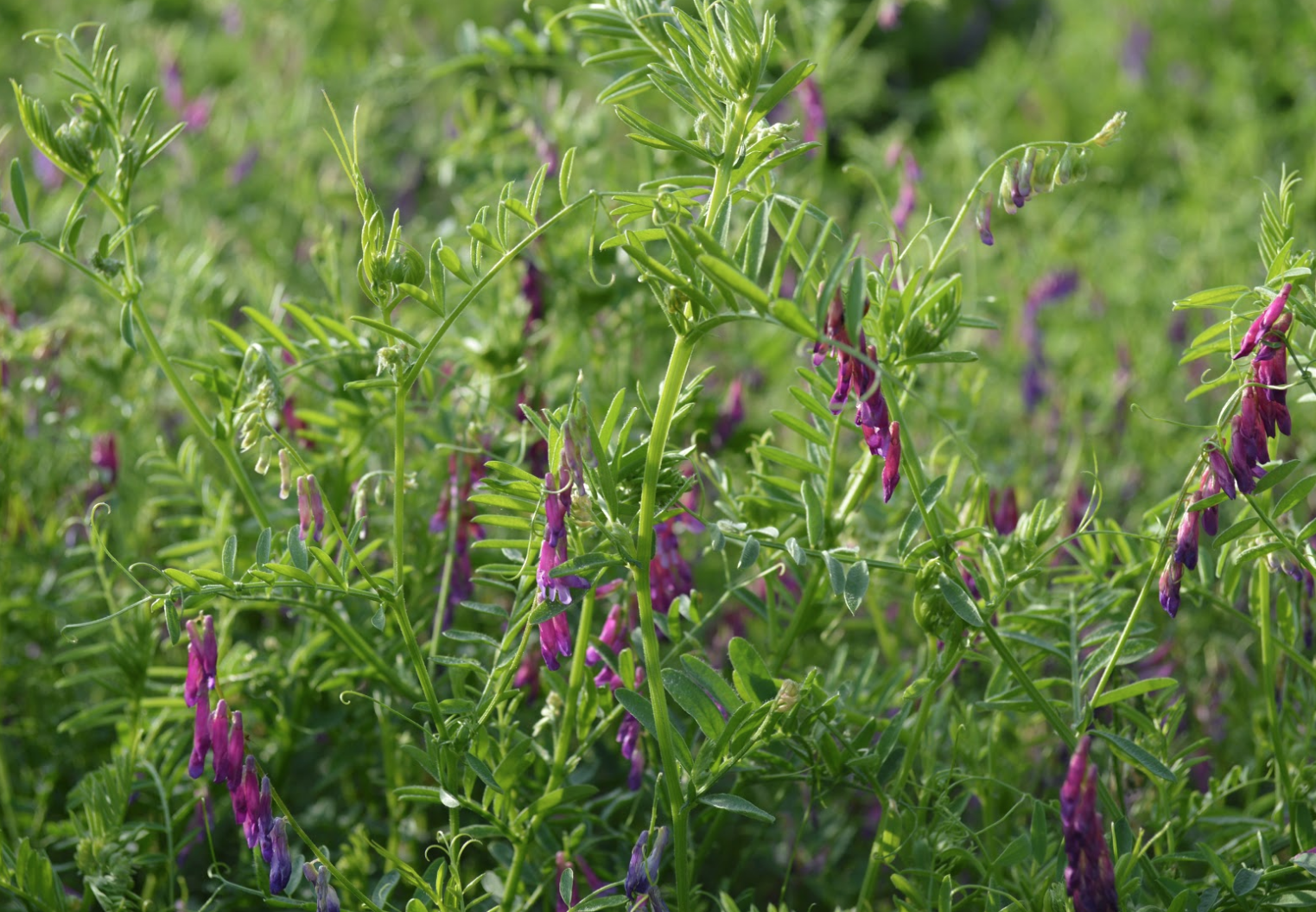 Woolly Pod Vetch » Green Cover