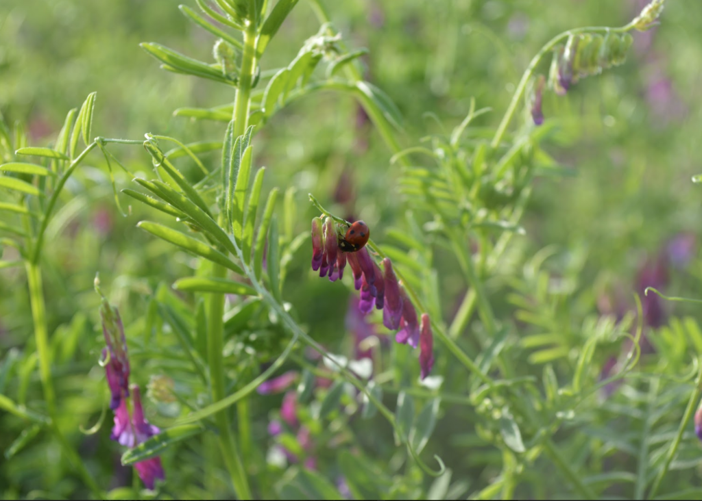 Woolly Pod Vetch (Namoi) » Green Cover Seed