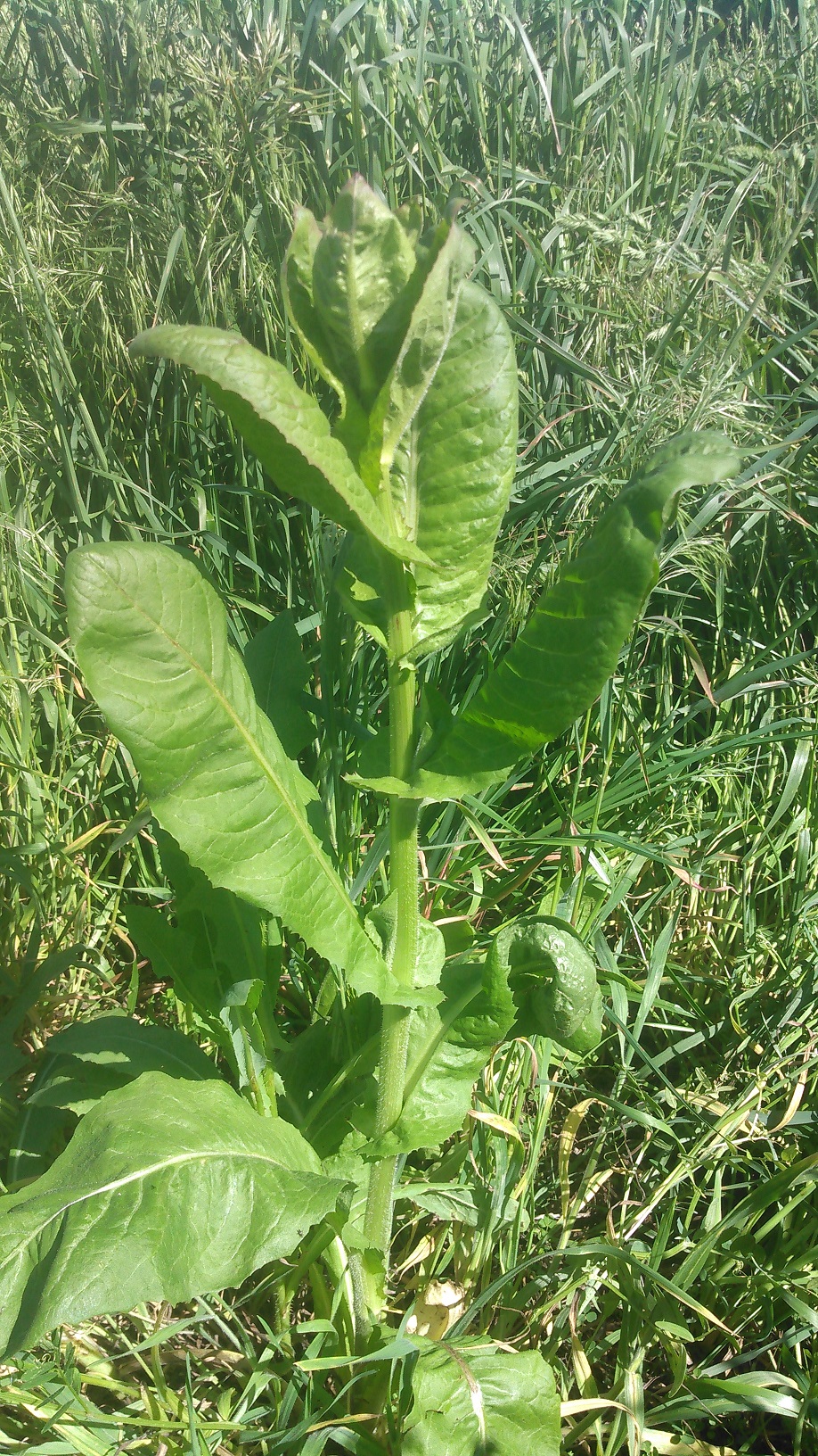 #forbs » Green Cover