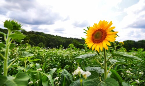 About Us » Green Cover