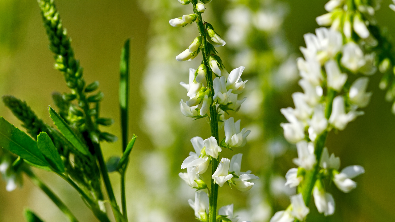 Articles » Green Cover