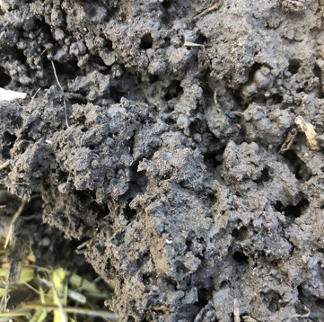 Roots Build Soil Health Green Cover