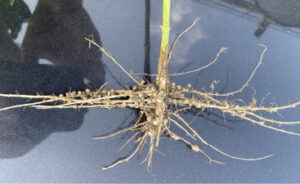 Roots Build Soil Health Green Cover