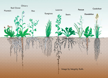 The Plant-Microbial Communication Network » Green Cover
