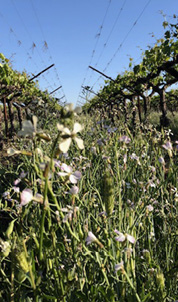Soil Health in Orchards and Vineyards » Green Cover