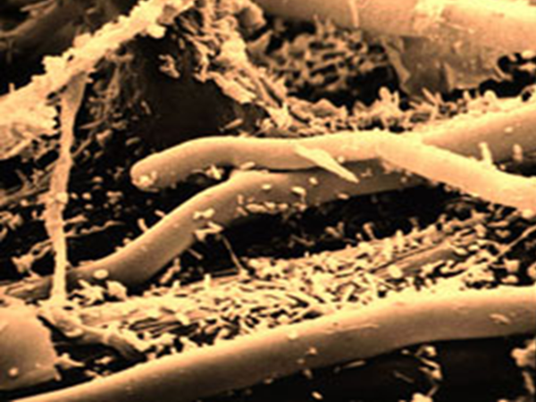 Everything You Ever Needed To Know About Mycorrhizal Fungi » Green Cover